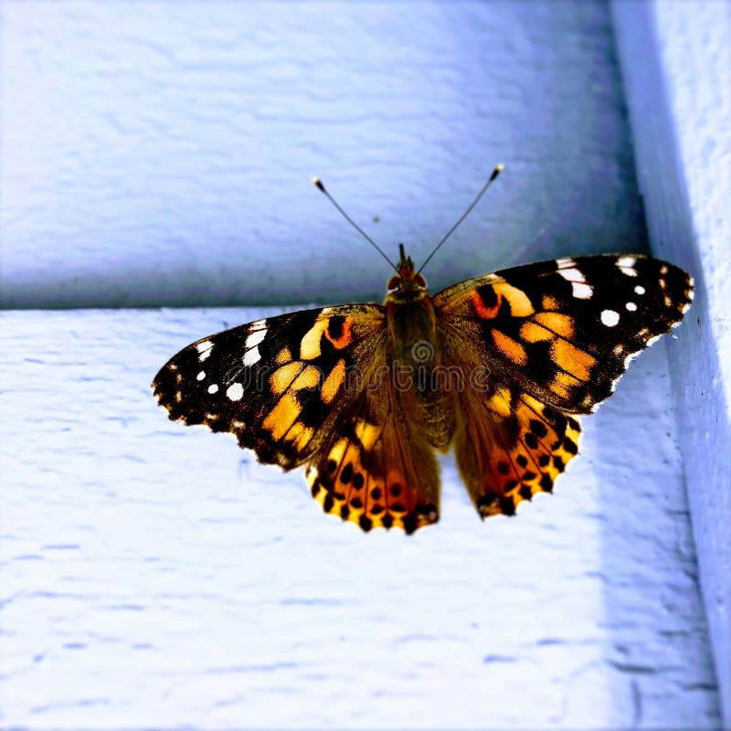 A Butterfly, Close Up. Nice Colours Stock Photo - Image of wings, black ...