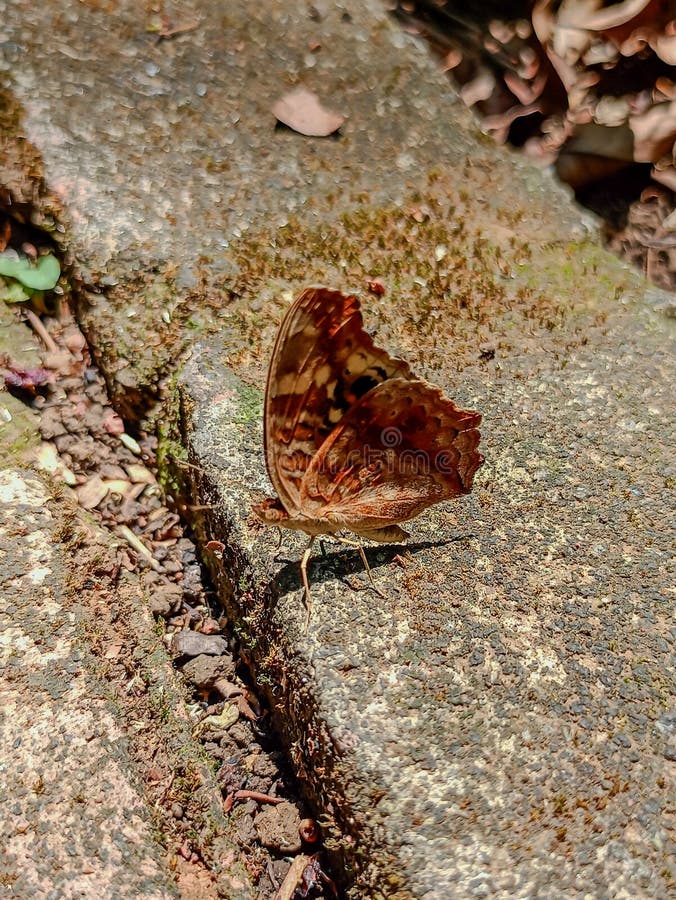 Erigone Butterfly Stock Photos - Free & Royalty-Free Stock Photos from ...