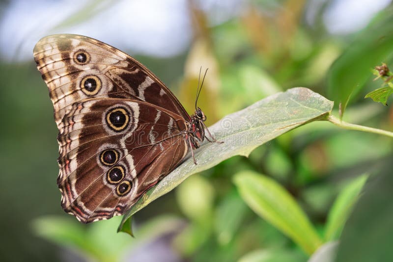 Butterfly with Closed Wings Perched on a Leaf Stock Image - Image of ...