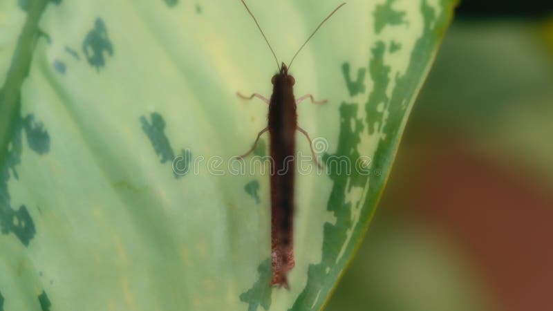 A Butterfly with Closed Wings Sitting on a Green Leaf Stock Video ...