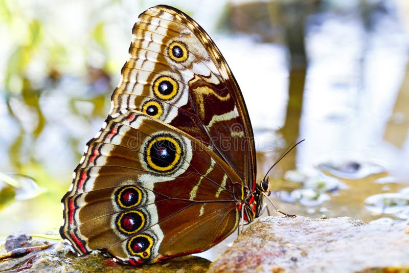 Costa Rican Butterfly - Siproeta Stelenes Stock Image - Image of fauna ...