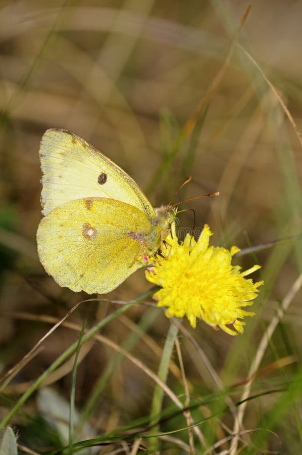 Yellow butterfly pieridae stock image. Image of vietnam - 2731999