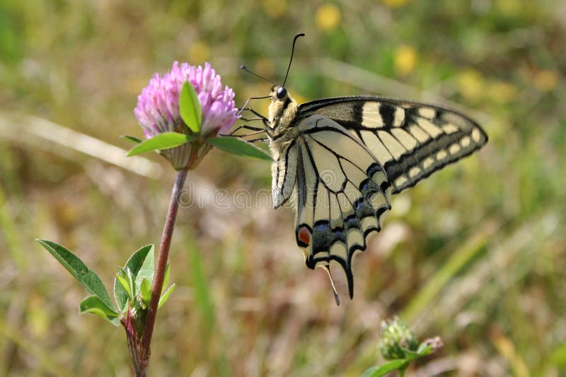 Butterfly on the clover stock image. Image of sunny, flower - 397483