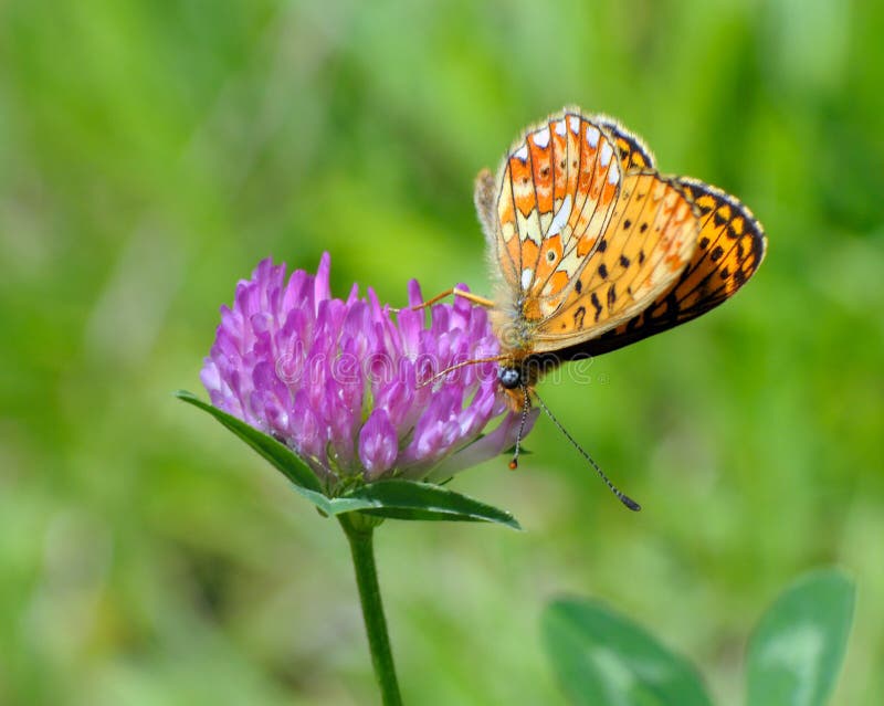 Butterfly On A Clover Picture. Image: 5751333