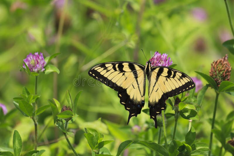 Butterfly on Clover Bloom stock image. Image of pretty - 45132123