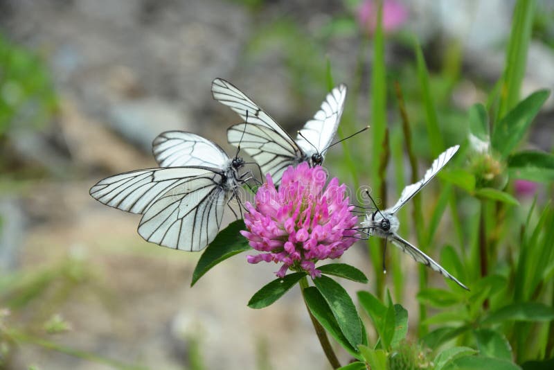 Butterfly stock image. Image of ground, indoor, group - 48006907