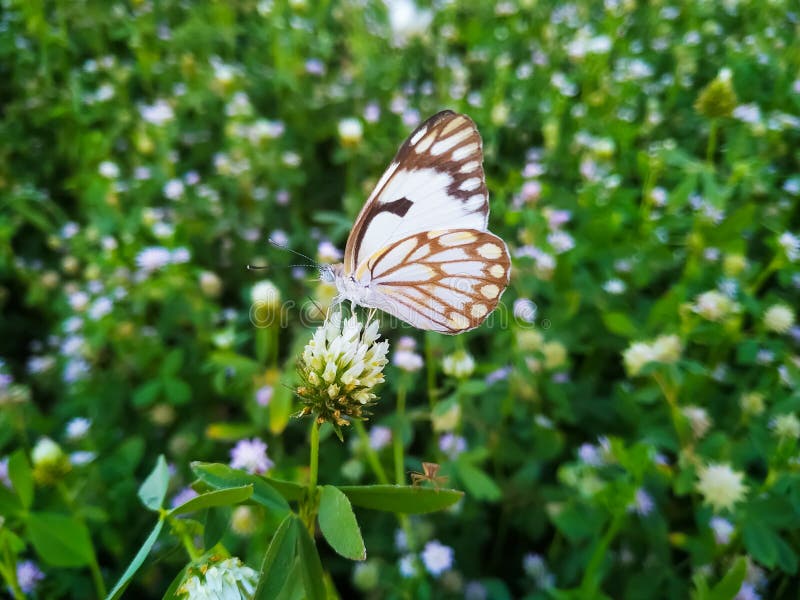 Butterfly on Clover Flower in the Garden Stock Image - Image of bright ...