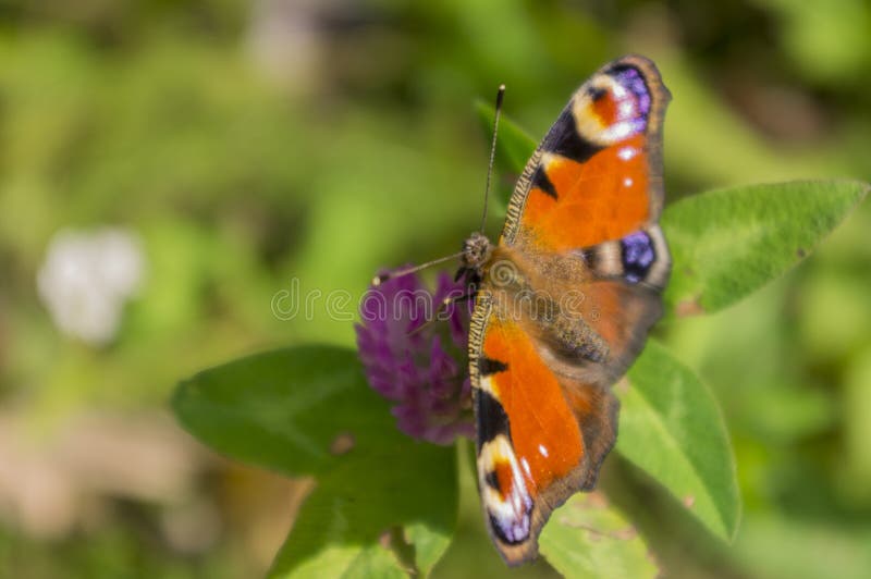Butterfly on clover leaf 2 stock photo. Image of antenna - 100922306