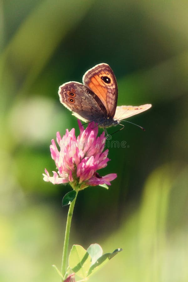 Butterfly and clover stock image. Image of meadow, closeup - 109604601