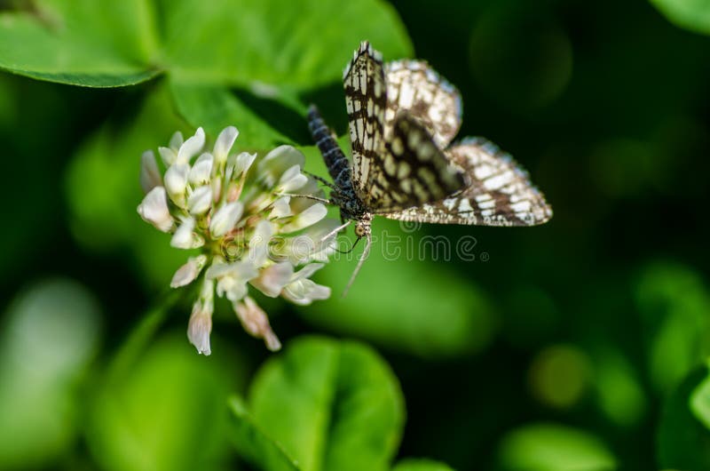 Butterfly on clover stock photo. Image of emperor, bright - 87466096