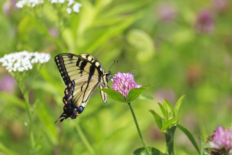 Butterfly on Clover stock image. Image of purple, freedom - 45131875