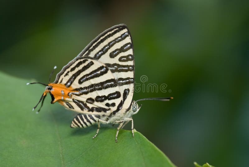 A Butterfly, Club Silverline Stock Photo - Image of flora, orange: 7095812
