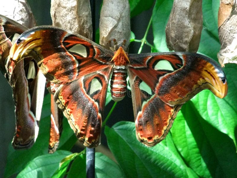 6,862 Butterfly Cocoon Photos - Free & Royalty-Free Stock Photos from ...