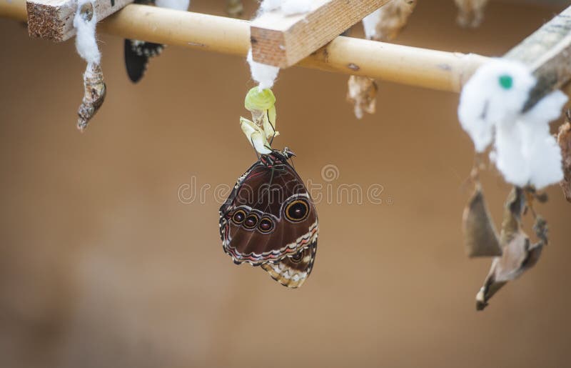 Butterfly with cocoon stock photo. Image of slovenian - 50660870