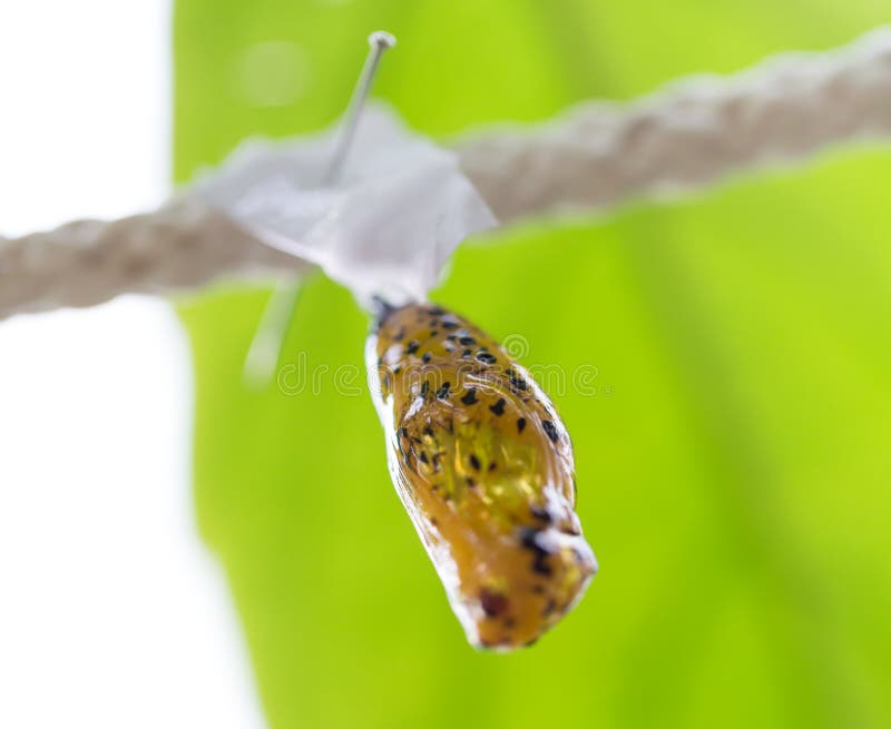 Butterfly cocoon stock photo. Image of dolls, shot, open - 68215098