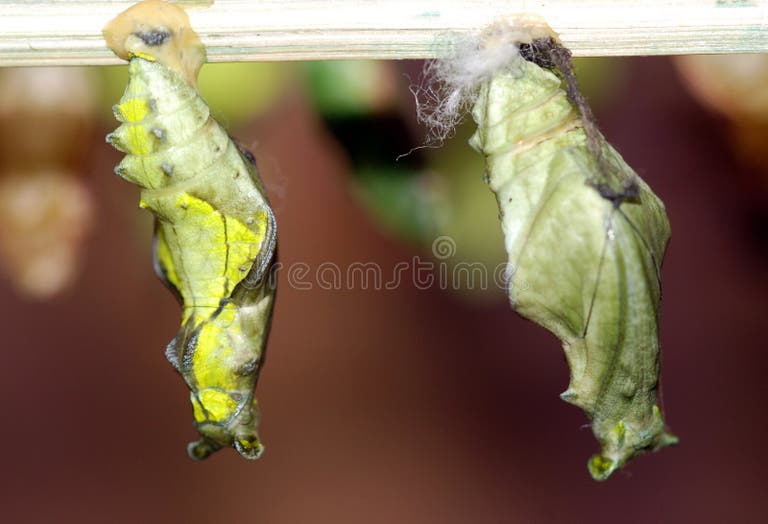 Butterfly Cocoons Life Cycle Metamorphosis Stock Photos - Free ...