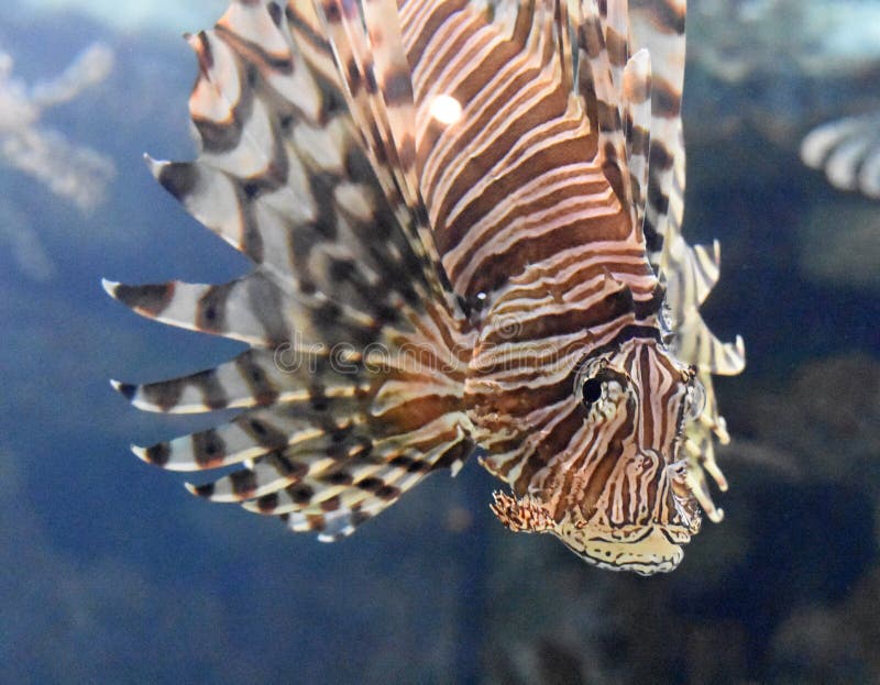 Butterfly Cod Diving Toward the Ocean Bottom Stock Image - Image of ...