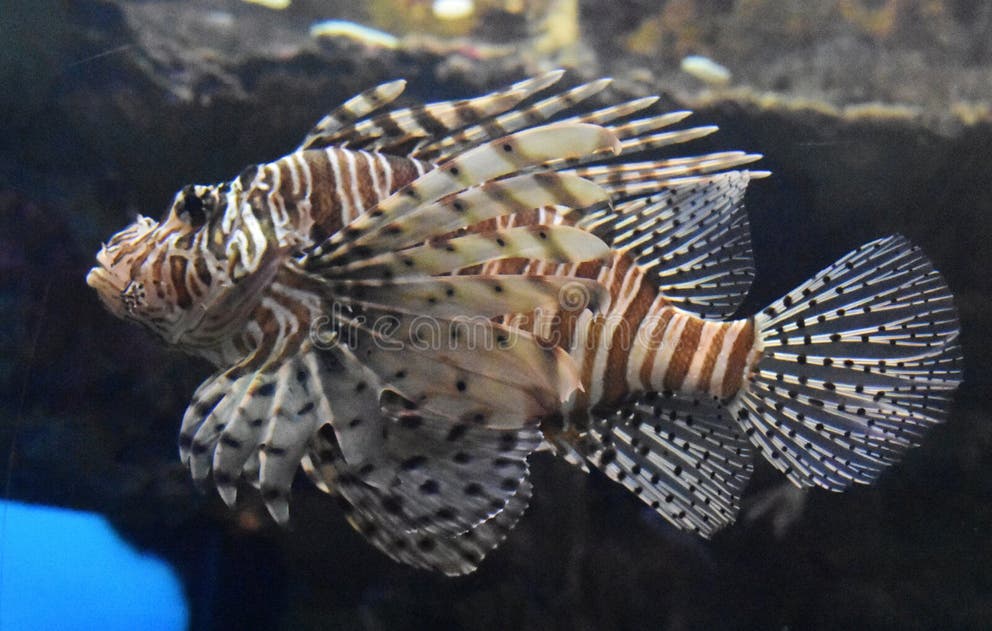 Butterfly Cod with Lots of Brown and White Stripes Stock Image - Image ...