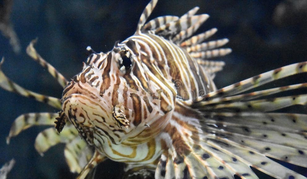 Butterfly Cod Up Close in the Deep Ocean Waters Stock Photo - Image of ...
