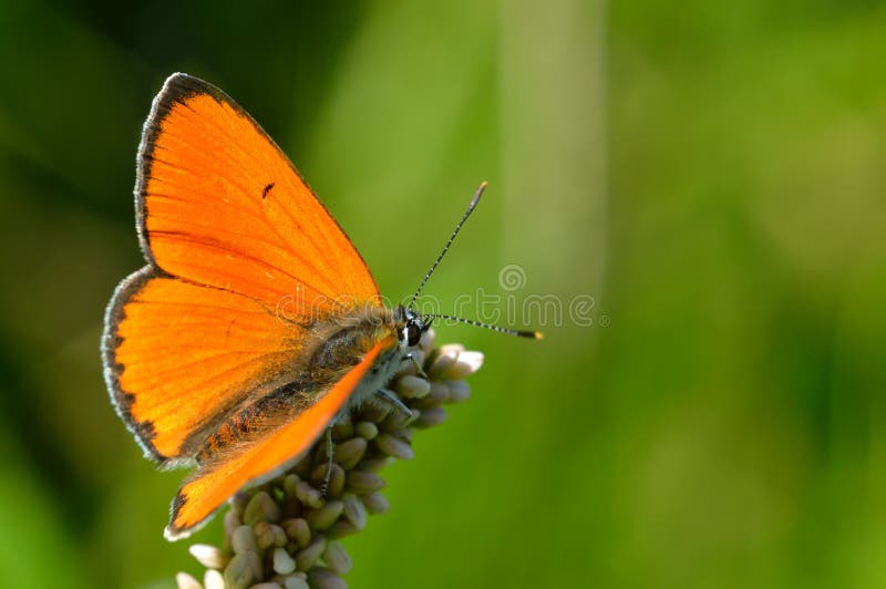 Butterfly colias croceus stock image. Image of animals - 26210435