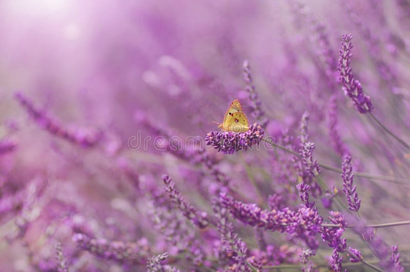 Butterfly Colias Hyale on a Lavender Field Stock Image - Image of ...