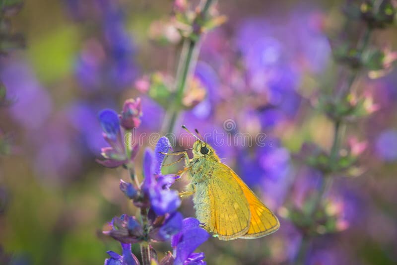 Colorful Butterfly Collecting Pollen From Flowers Stock Image - Image ...