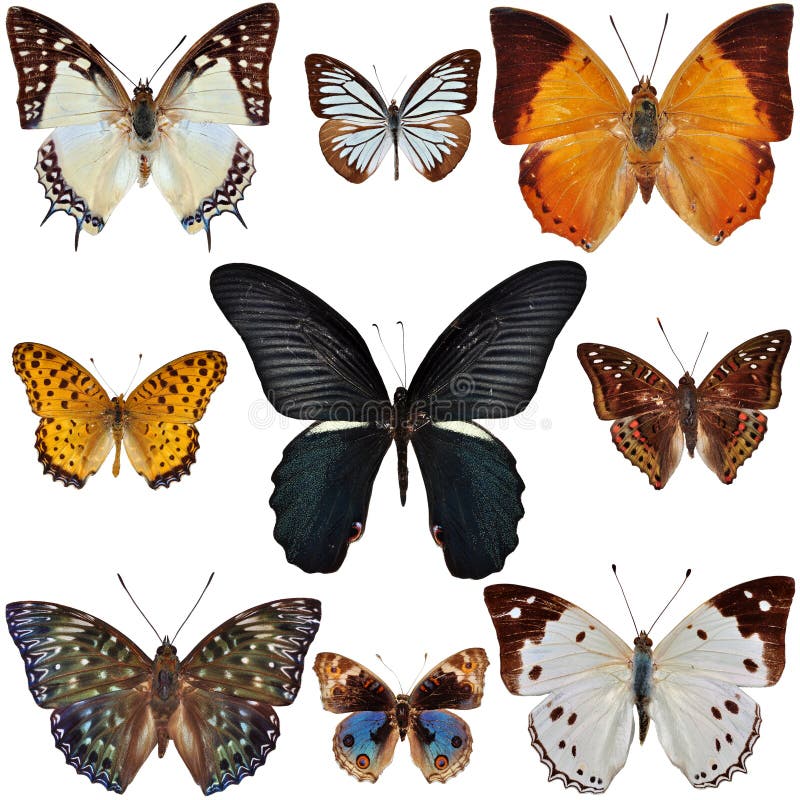 Butterflies collection stock image. Image of animals - 42194975