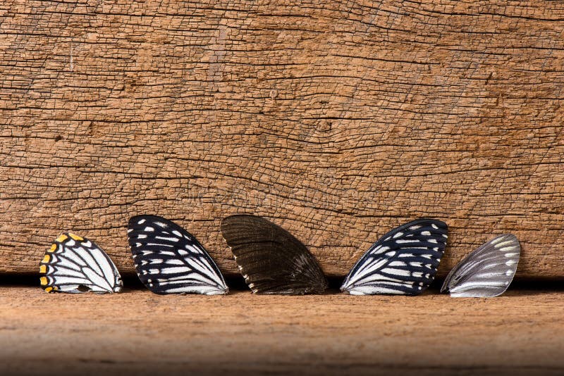 Butterfly Collection Concept Stock Image - Image of animal, nature ...