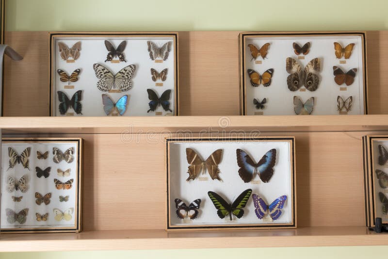 Butterfly collection stock image. Image of insects, beautiful - 96595353