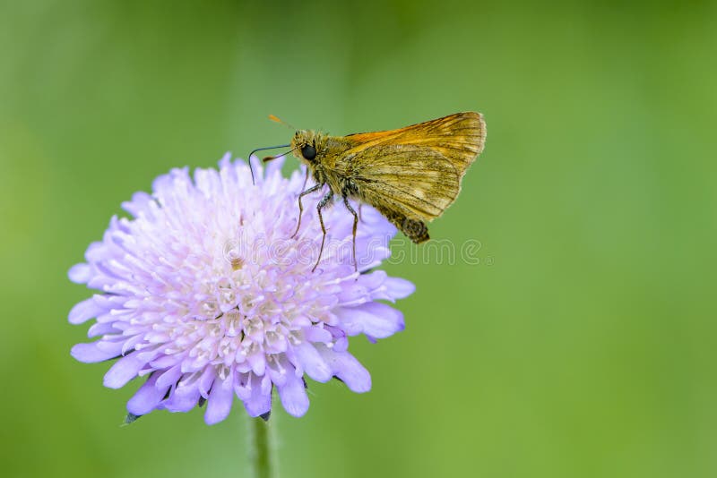 Butterfly Collects Nectar on the Gypsy Rose Stock Image - Image of ...