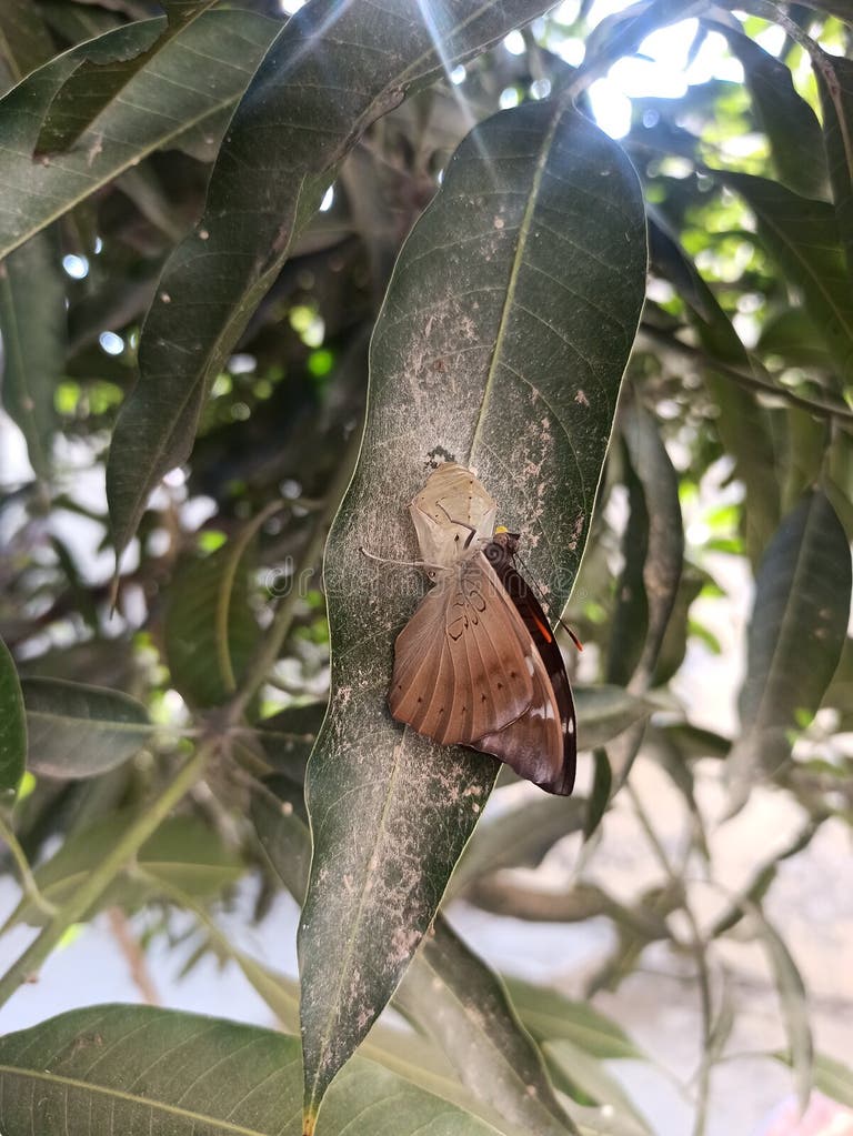 Coccon 4k Stock Photos - Free & Royalty-Free Stock Photos from Dreamstime