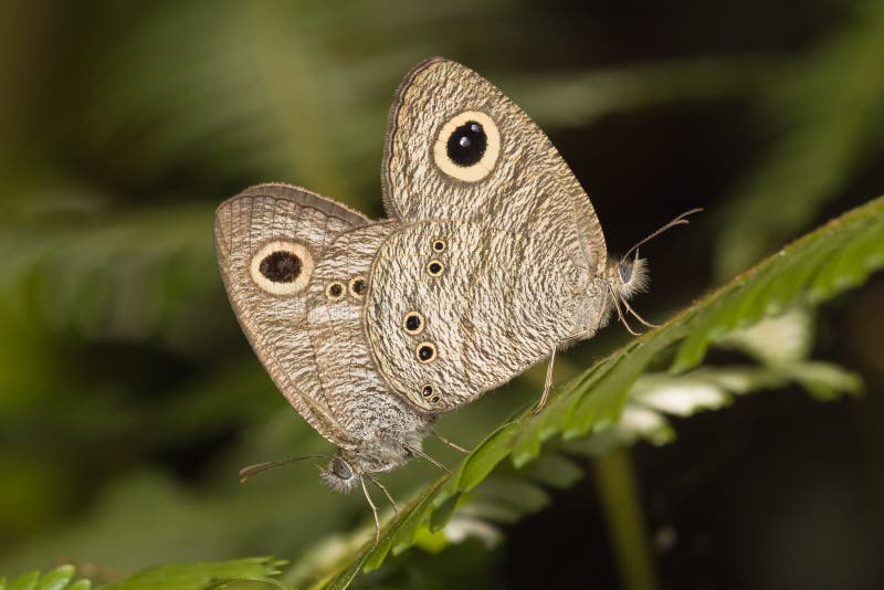 Butterfly - Common Five Ring Mating Picture. Image: 7966744