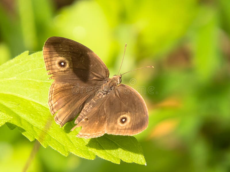 Butterfly stock image. Image of animals, forest, entomologist - 50648475