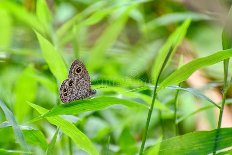 Common Four-ring Butterfly (Ypthima Similis) Stock Photo - Image of ...