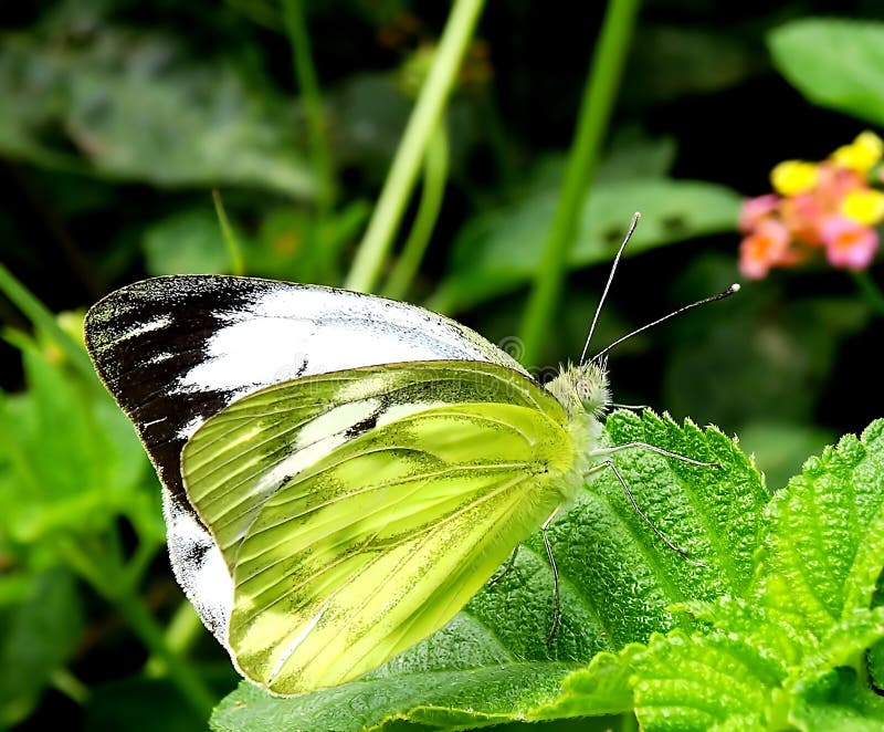 Butterfly - Common Gull stock image. Image of spread - 47611431