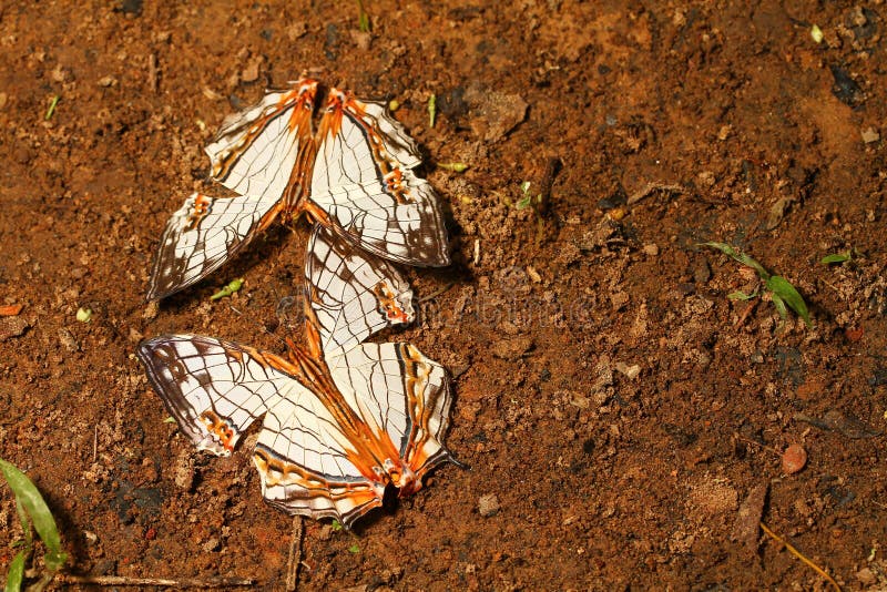 Butterfly Common Map (Cyrestis Thyodamas) Stock Photo - Image of close ...