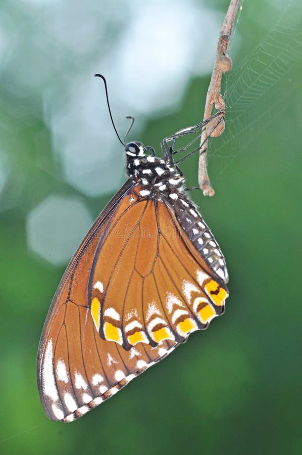 Collection Of Colored Butterflies Stock Photo - Image of moth, design ...