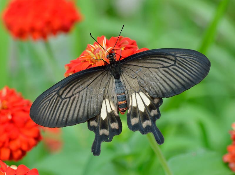Butterfly (Common Rose) and Flower Stock Image - Image of stamen, stem ...