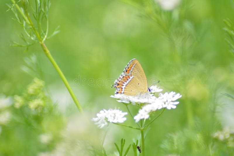 Butterfly on the Coriander Plant . Stock Photo - Image of insect, young ...