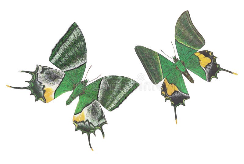 Butterfly couple 2 stock photo. Image of flying, forest - 28237458