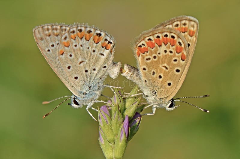 Mating Brown Argus Butterflies on Flower, Cyprus Stock Photo - Image of ...