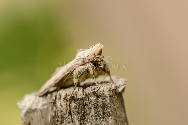 Butterfly crest stock photo. Image of nature, environment - 35082900