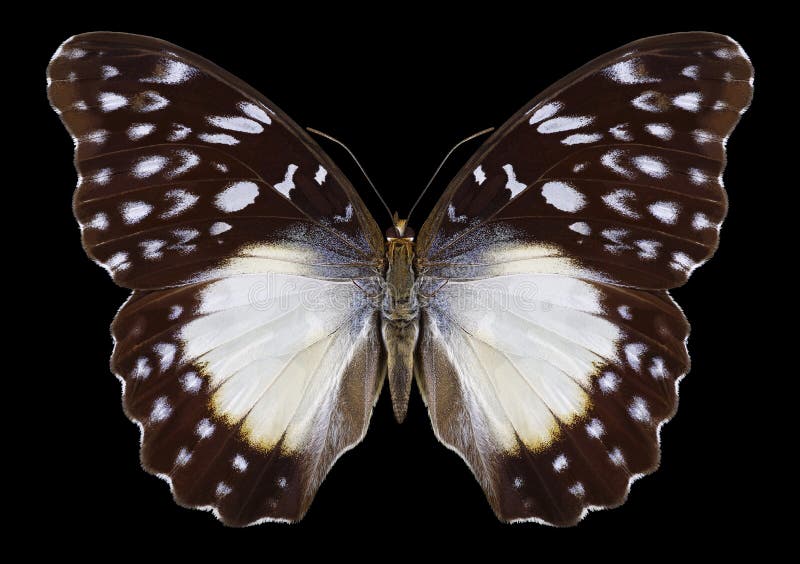 Beckeri Butterfly Stock Photos - Free & Royalty-Free Stock Photos from ...