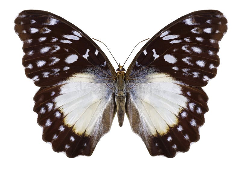 Beckeri Butterfly Stock Photos - Free & Royalty-Free Stock Photos from ...