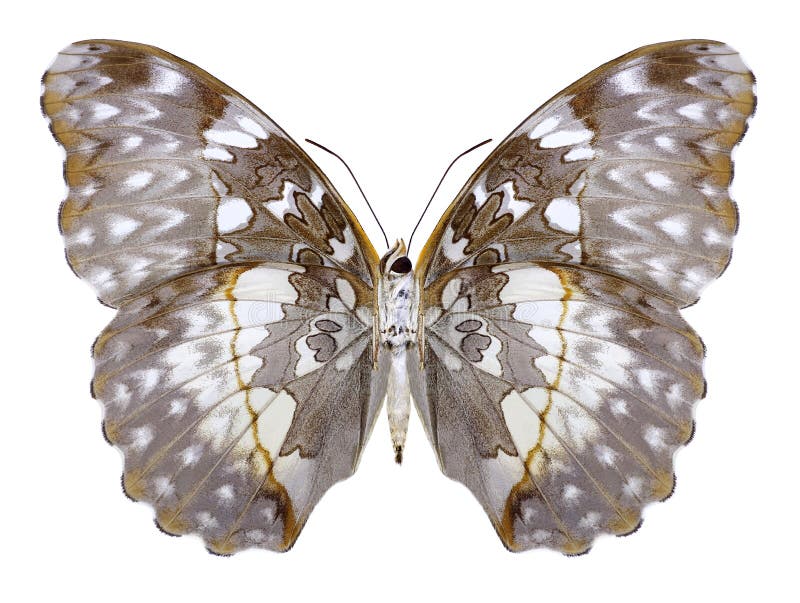 Beckeri Butterfly Stock Photos - Free & Royalty-Free Stock Photos from ...