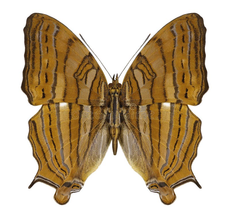 Cyrestis Stock Images - Download 155 Royalty Free Photos