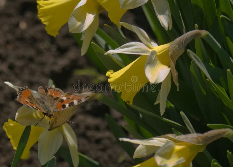 Butterfly and daffodils stock photo. Image of nature - 88611688
