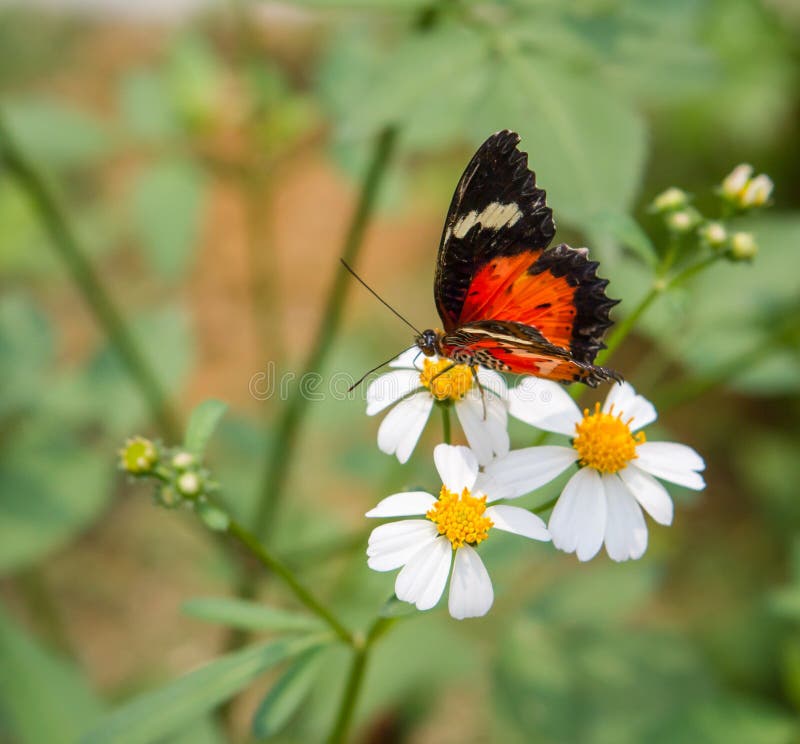 Butterfly on daisy stock image. Image of black, macro - 46123941