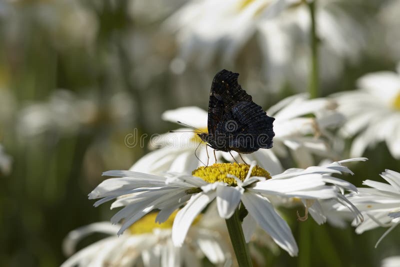 Butterfly on daisy stock photo. Image of butterfly, petals - 44021154