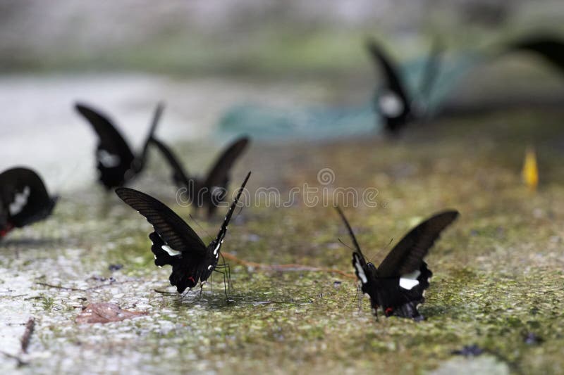 Butterfly Dance stock photo. Image of conglomerate, family - 833750